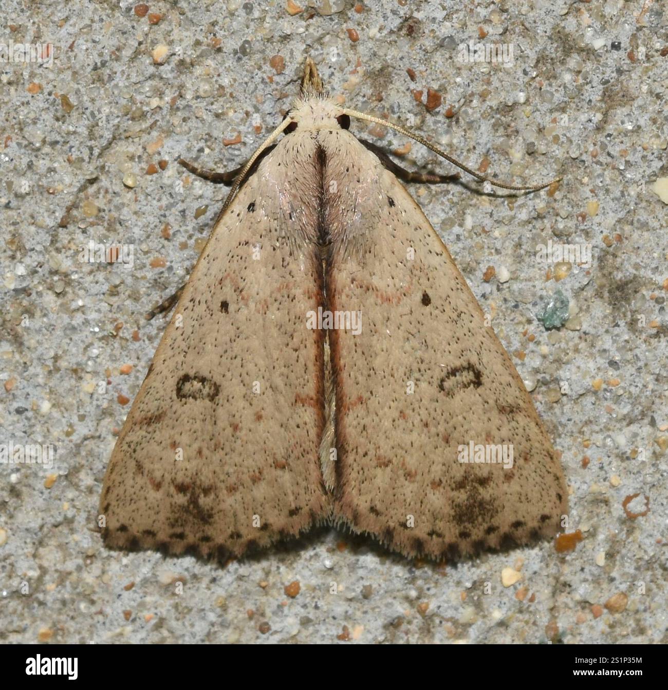Deadwood Borer Moth (Scolecocampa liburna Stock Photo - Alamy