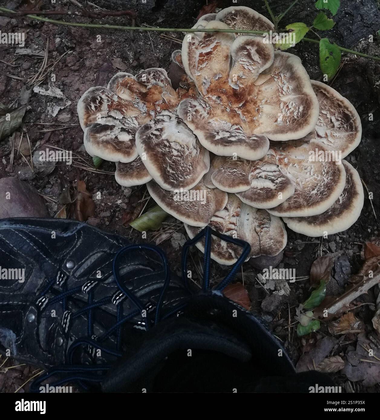 Giant Polypore (Meripilus giganteus Stock Photo - Alamy