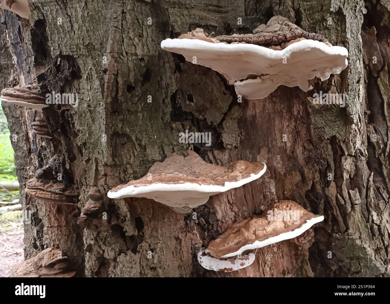 artist's bracket (Ganoderma applanatum Stock Photo - Alamy