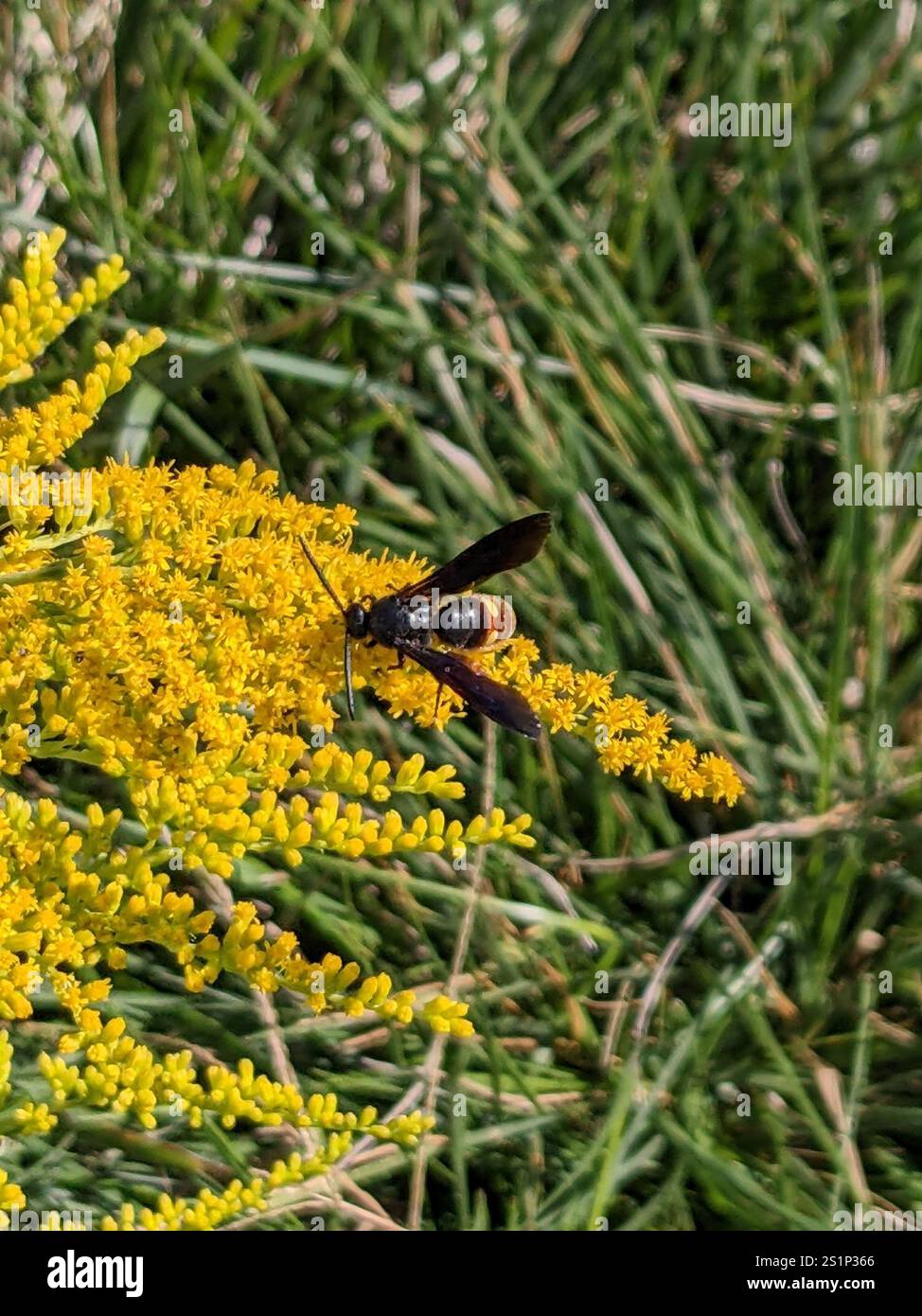 Blue-winged Scoliid Wasp (Scolia dubia Stock Photo - Alamy