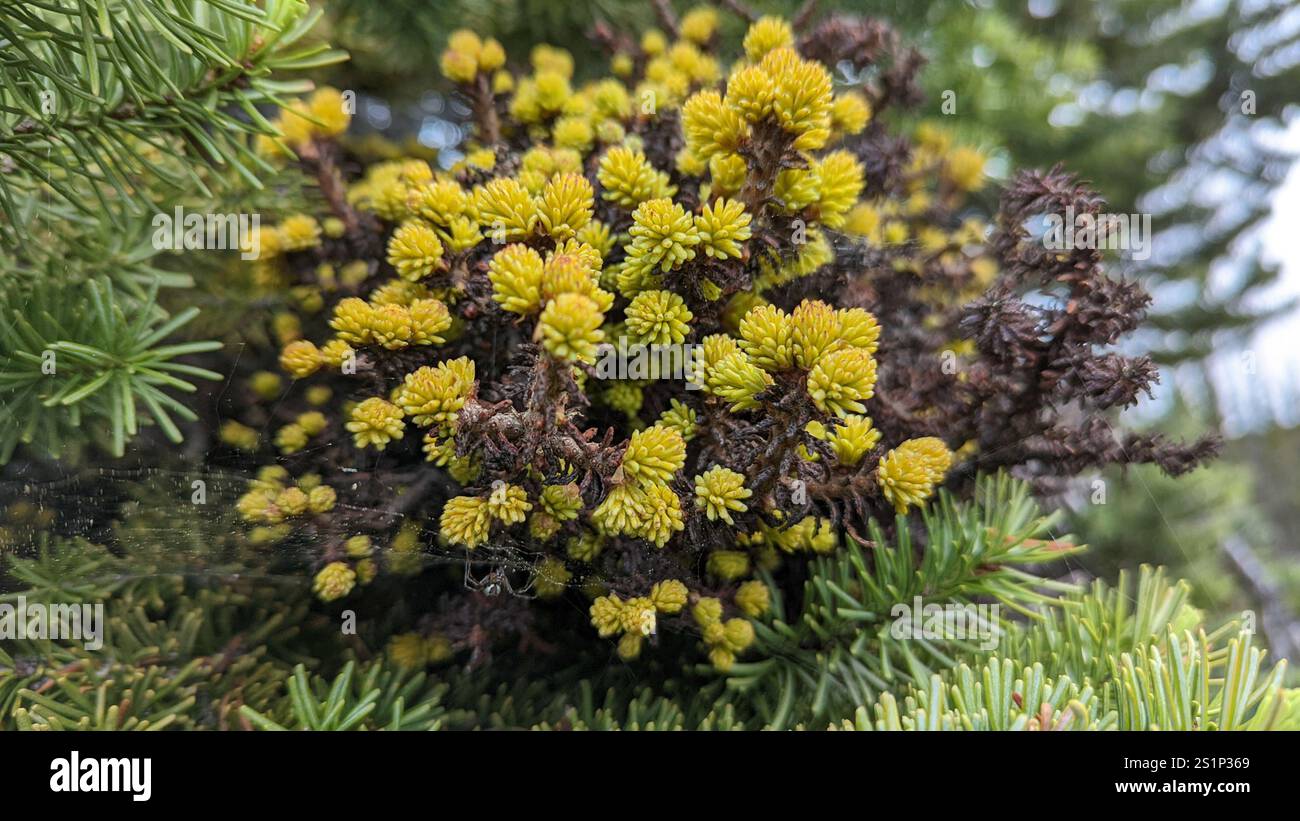 spruce witch's broom rust (Chrysomyxa arctostaphyli Stock Photo - Alamy