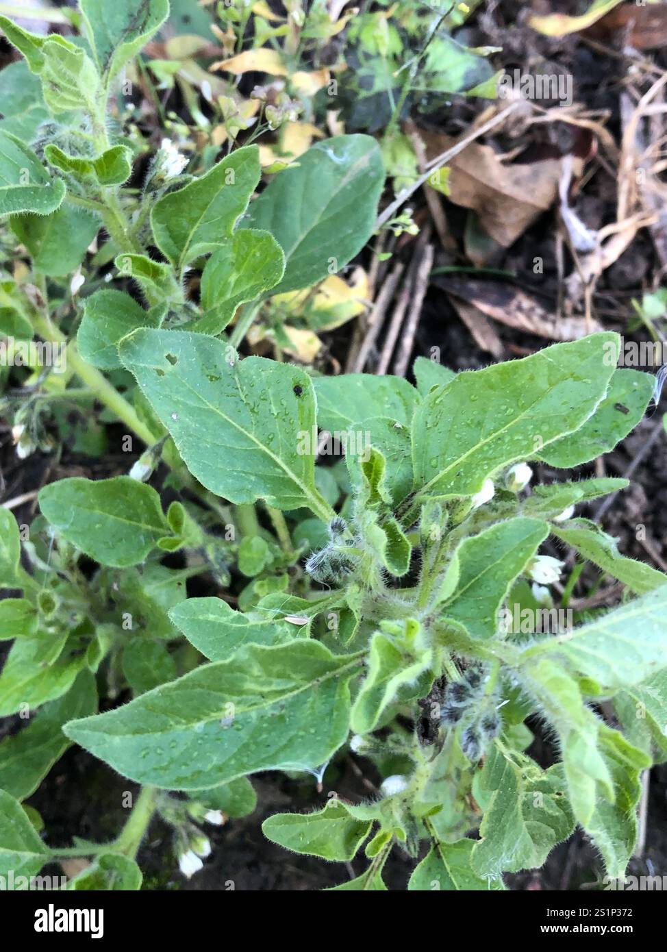 Green Nightshade (Solanum nitidibaccatum Stock Photo - Alamy