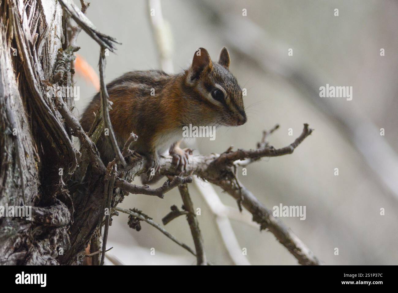 Yellow-pine Chipmunk (Neotamias amoenus Stock Photo - Alamy