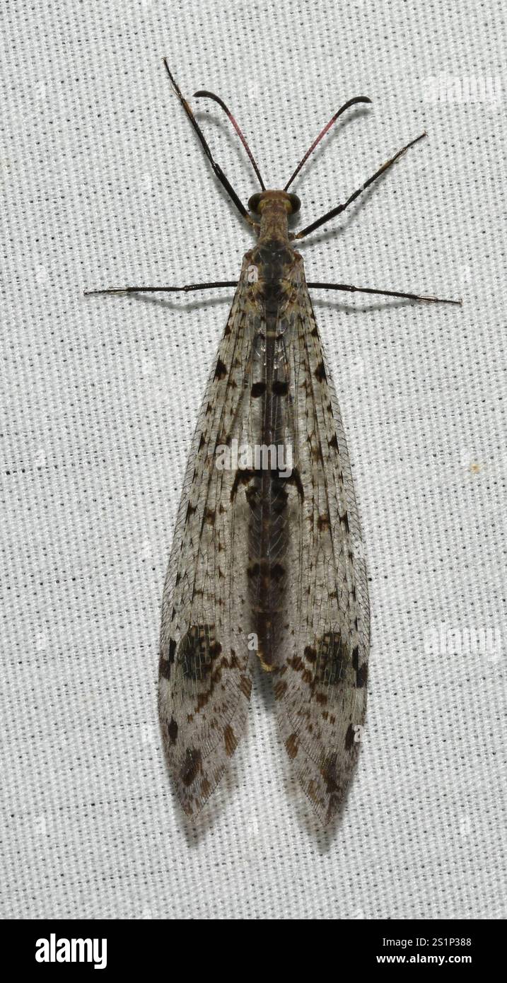 Eastern Spotted-winged Antlion (Dendroleon obsoletus Stock Photo - Alamy