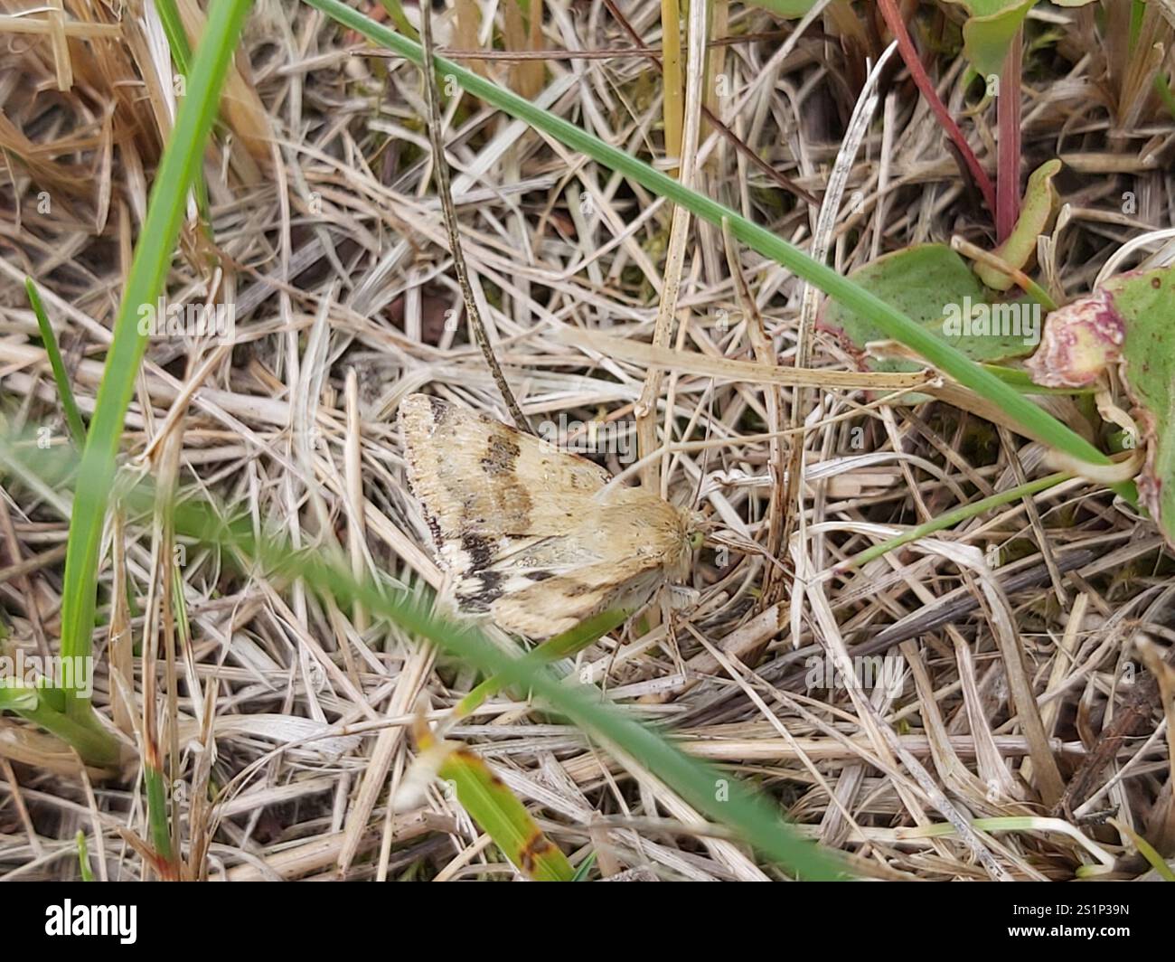 Marbled Clover (Heliothis viriplaca Stock Photo - Alamy