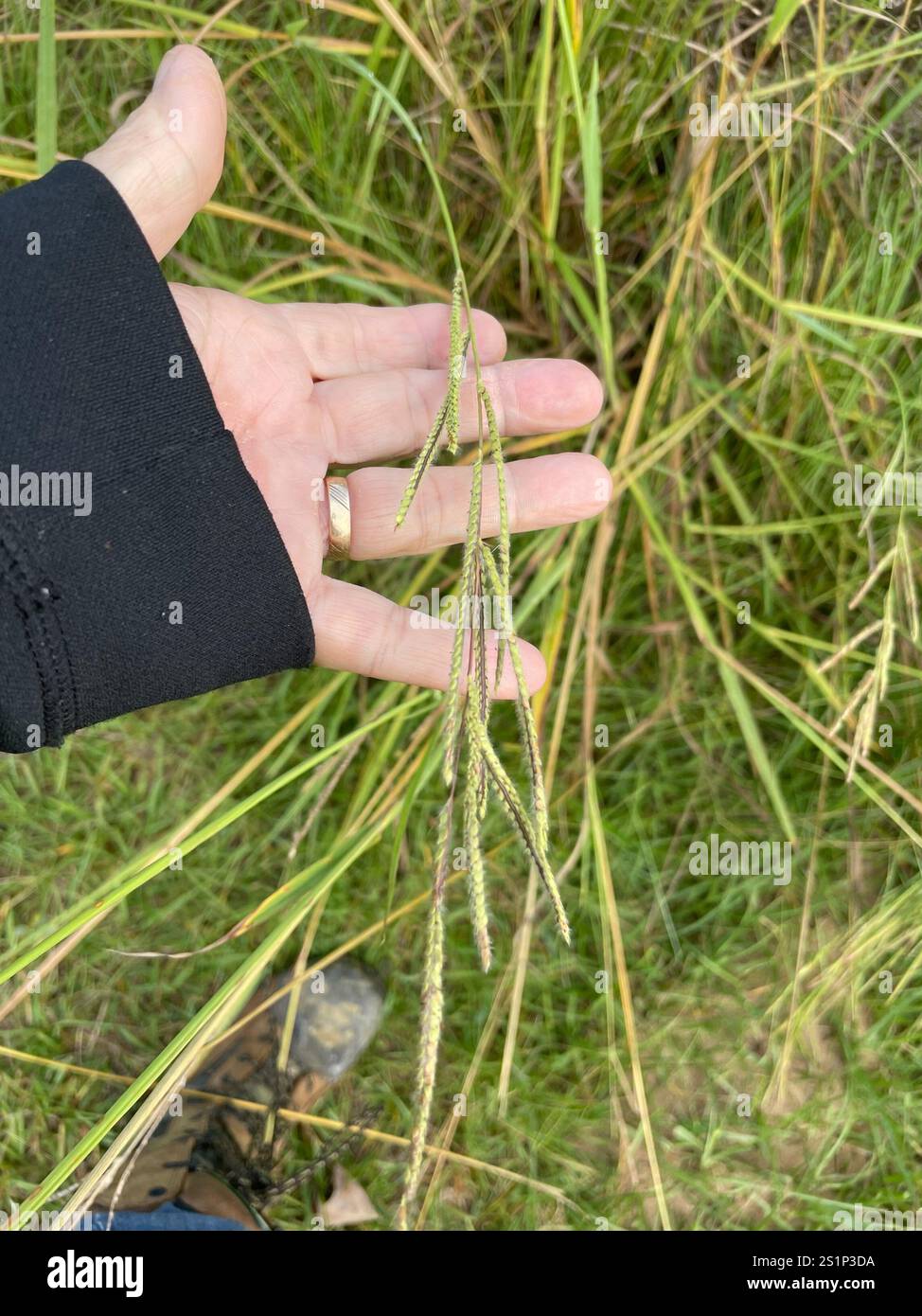 Vasey Grass (Paspalum urvillei Stock Photo - Alamy