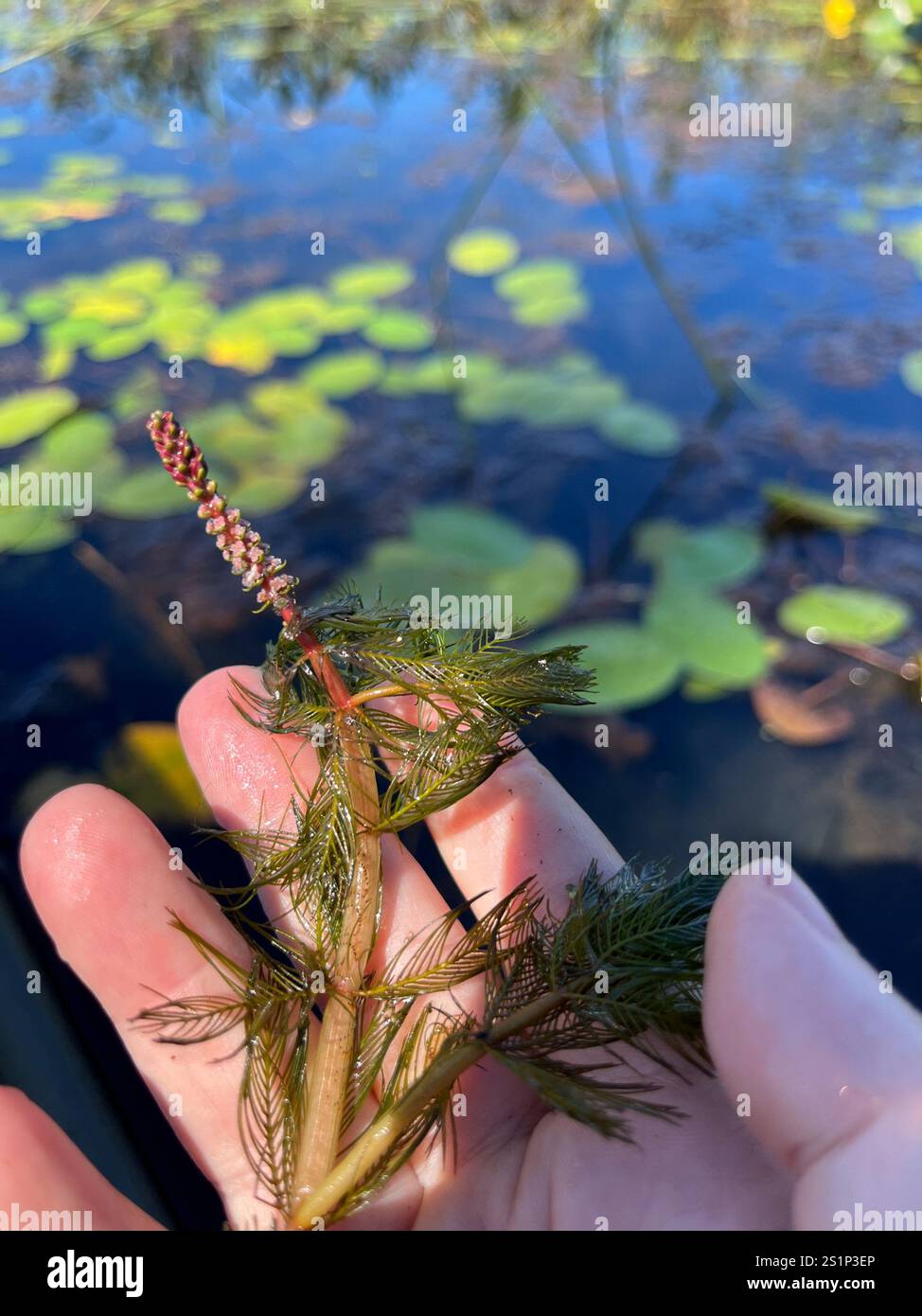 Eurasian water-milfoil (Myriophyllum spicatum Stock Photo - Alamy