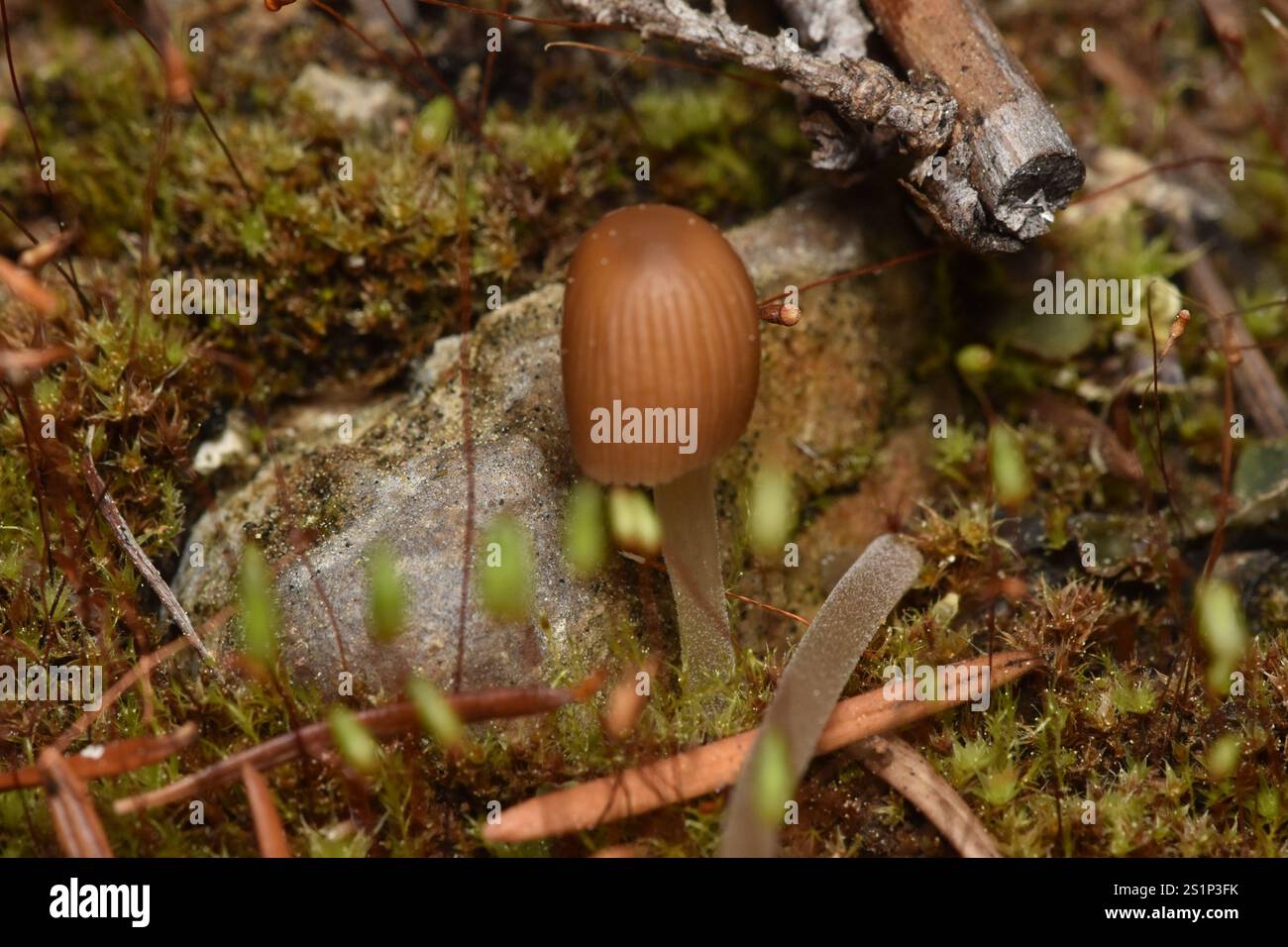 Basidiomycete Fungi (Basidiomycota Stock Photo - Alamy