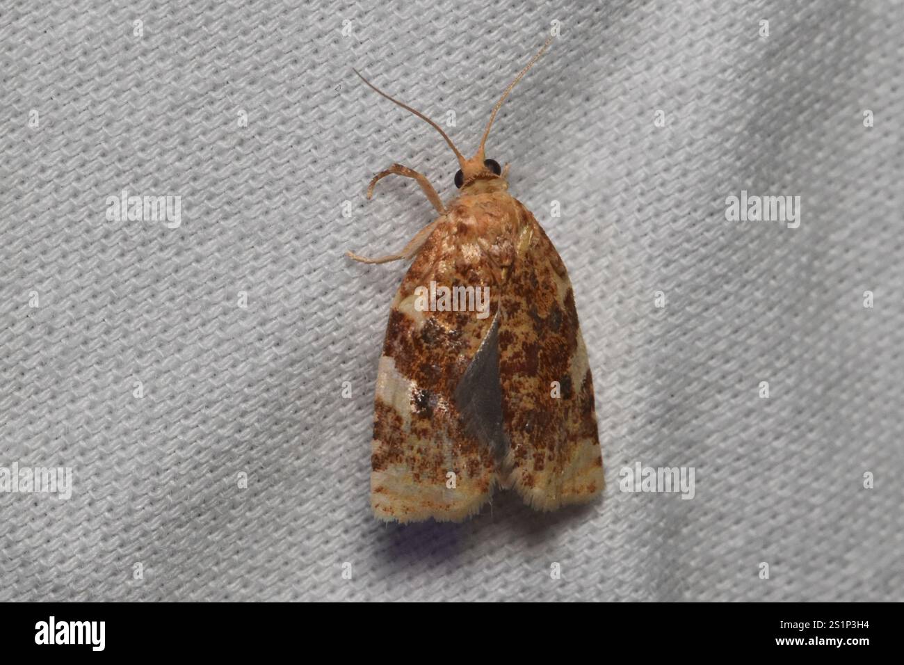Fruit-tree Leafroller Moth (Archips argyrospila Stock Photo - Alamy