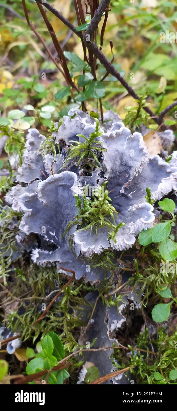 dog pelt lichen (Peltigera canina Stock Photo - Alamy