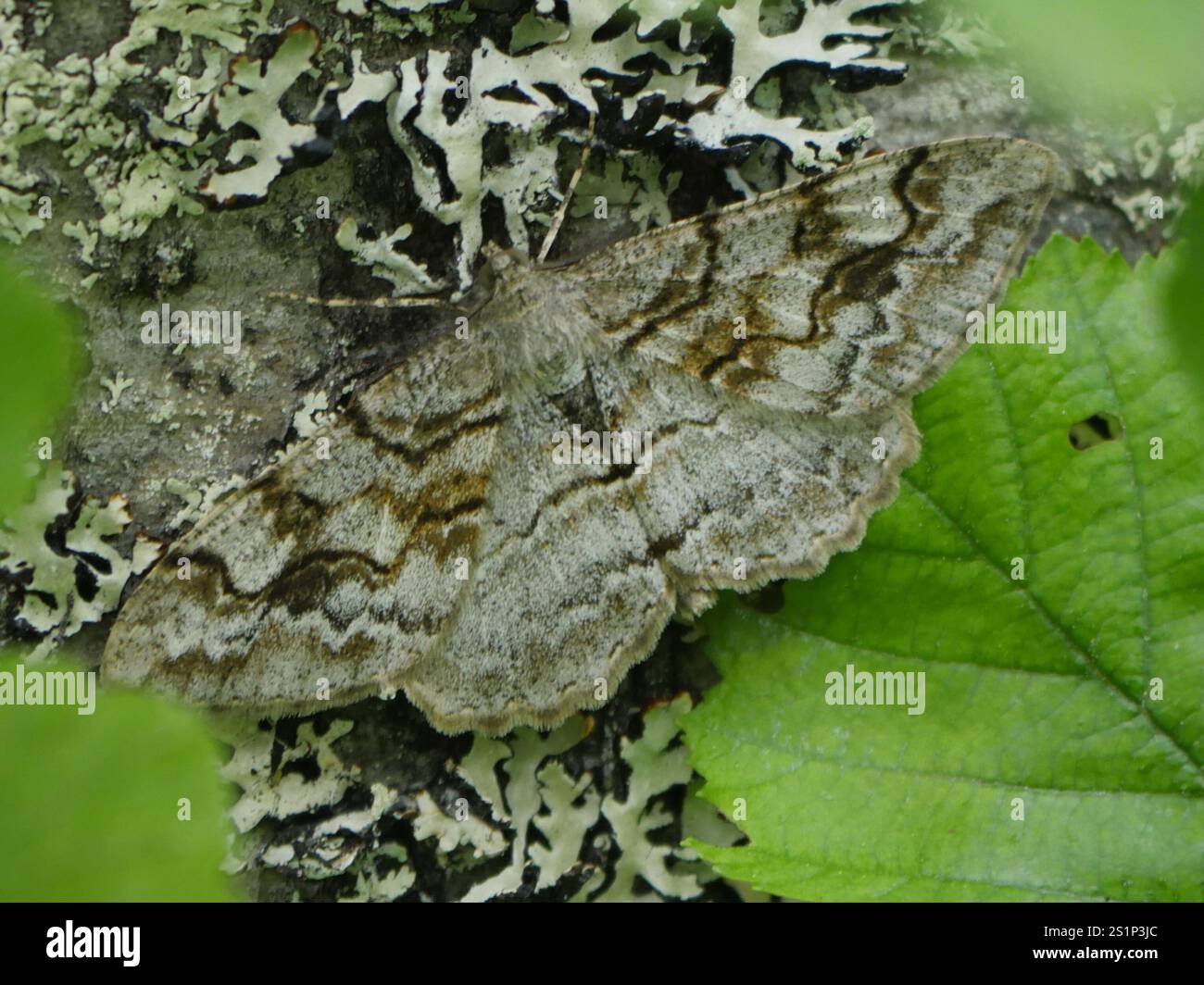 Mottled Beauty (Alcis repandata Stock Photo - Alamy