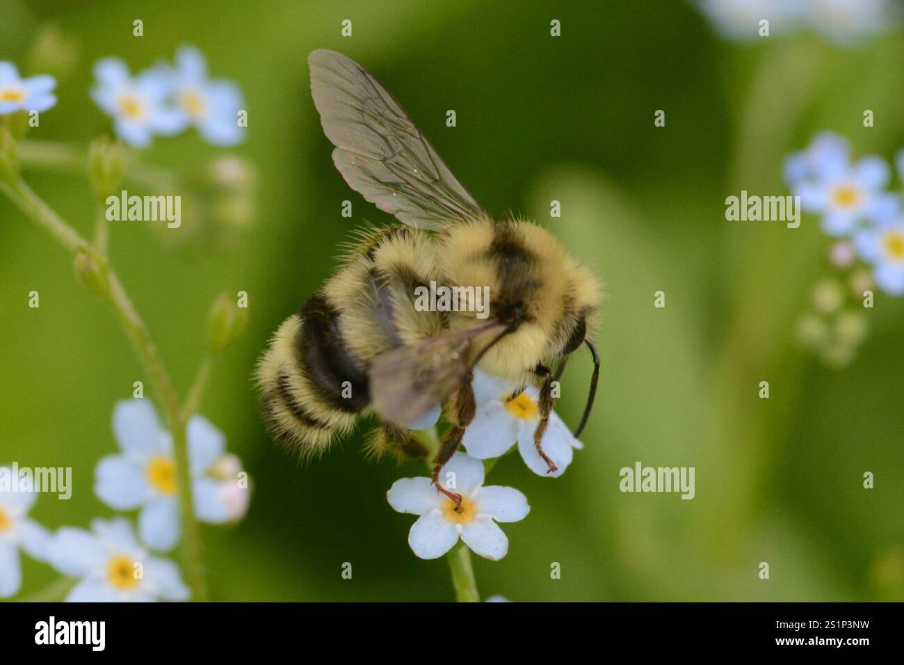 Nearctic Bumble Bee (Bombus vancouverensis nearcticus Stock Photo - Alamy