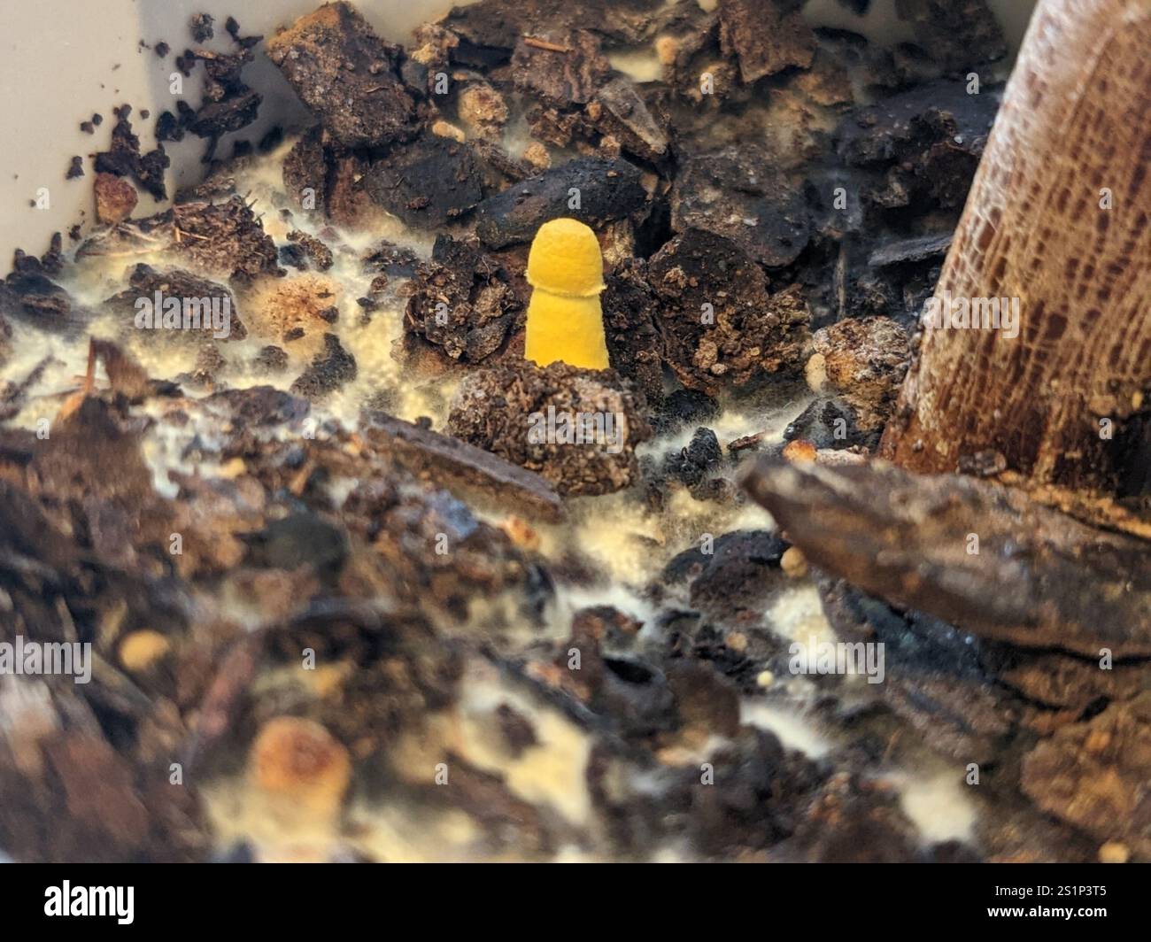 flowerpot parasol (Leucocoprinus birnbaumii Stock Photo - Alamy