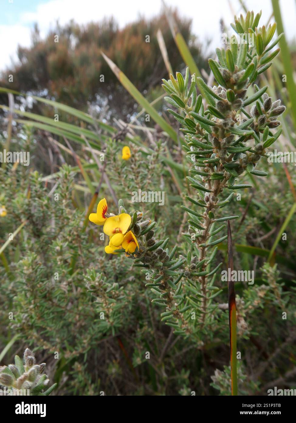 Common Aotus (Aotus ericoides Stock Photo - Alamy