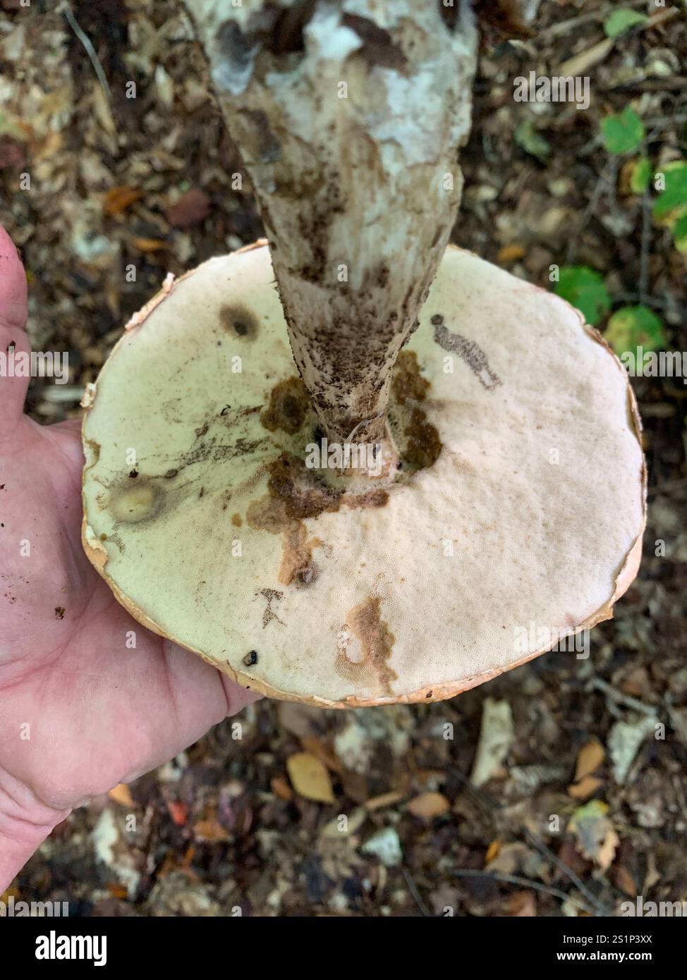 Red-capped Scaber Stalk (Leccinum aurantiacum Stock Photo - Alamy