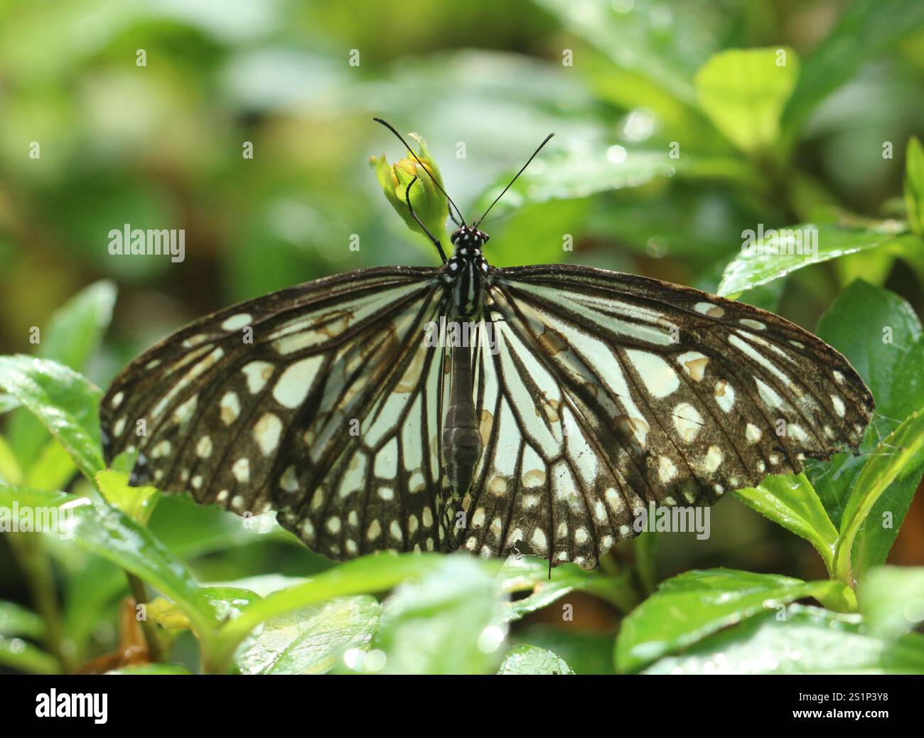 Glassy Tiger (Parantica aglea Stock Photo - Alamy