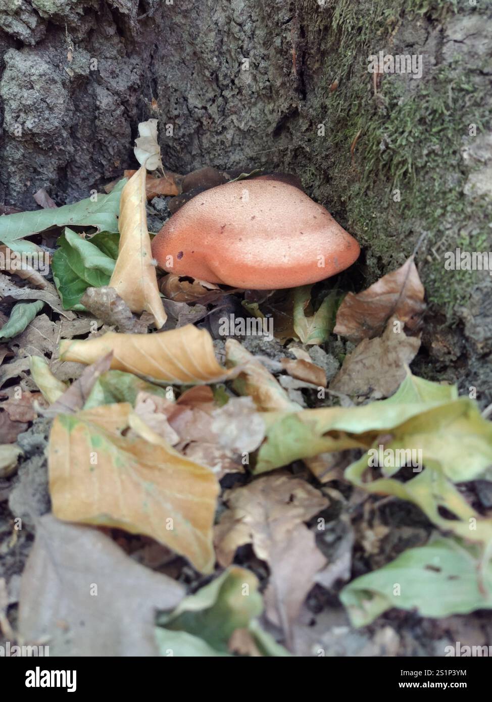 Beefsteak Polypore (Fistulina hepatica Stock Photo - Alamy