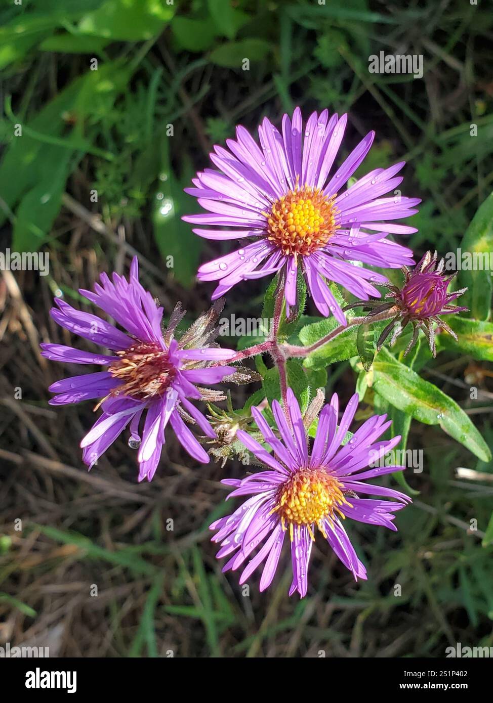 New England aster (Symphyotrichum novae-angliae Stock Photo - Alamy