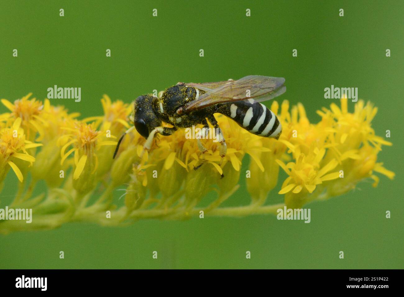 Square-headed Wasps, Sand Wasps, and Allies (Crabronidae Stock Photo ...