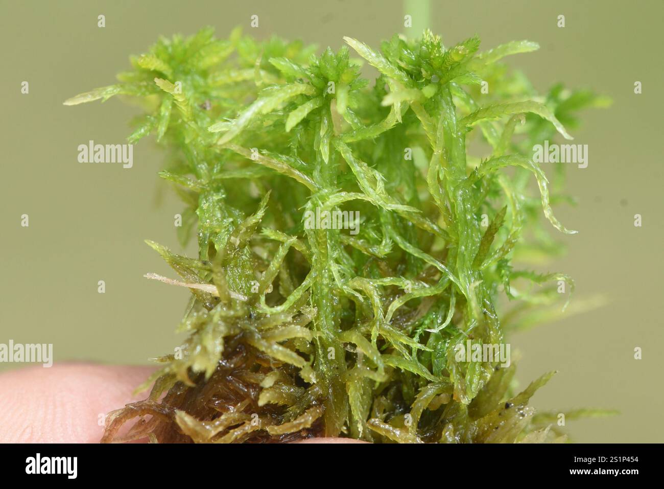Sphagnum mosses (Sphagnum Stock Photo - Alamy