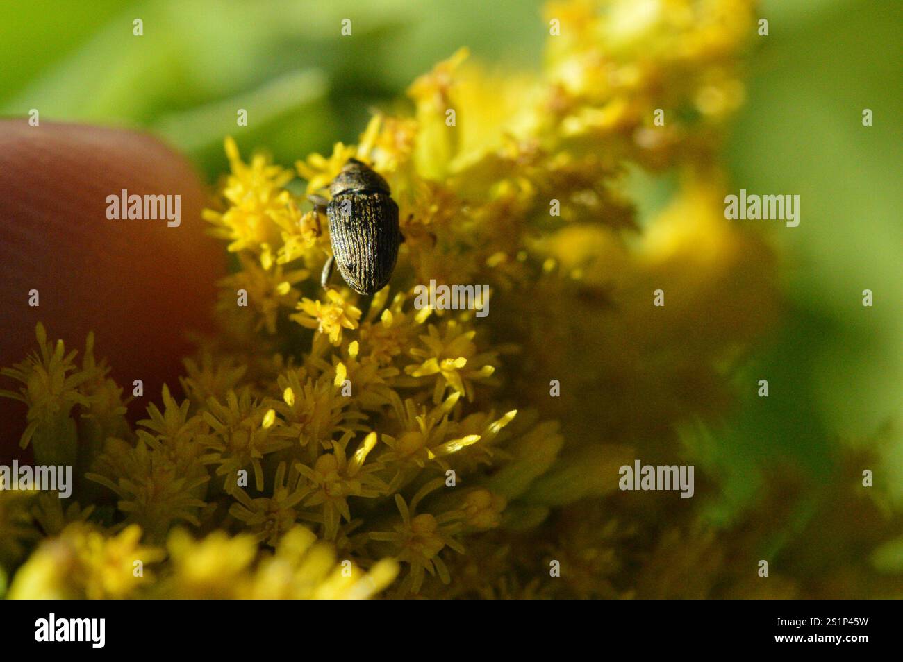 True Weevils (Curculionidae Stock Photo - Alamy