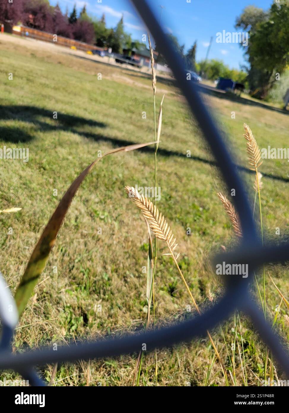 Crested Wheatgrass (Agropyron cristatum Stock Photo - Alamy