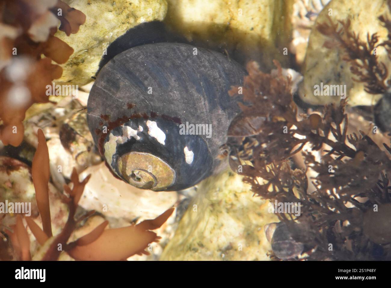 Black Tegula (Tegula funebralis Stock Photo - Alamy