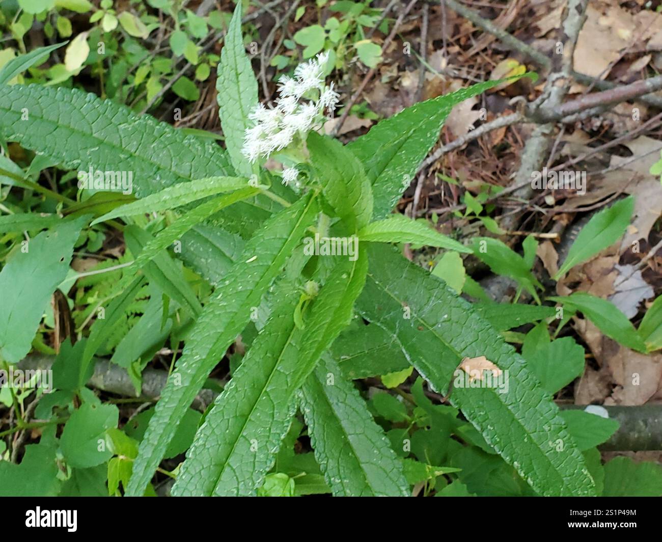 common boneset (Eupatorium perfoliatum Stock Photo - Alamy