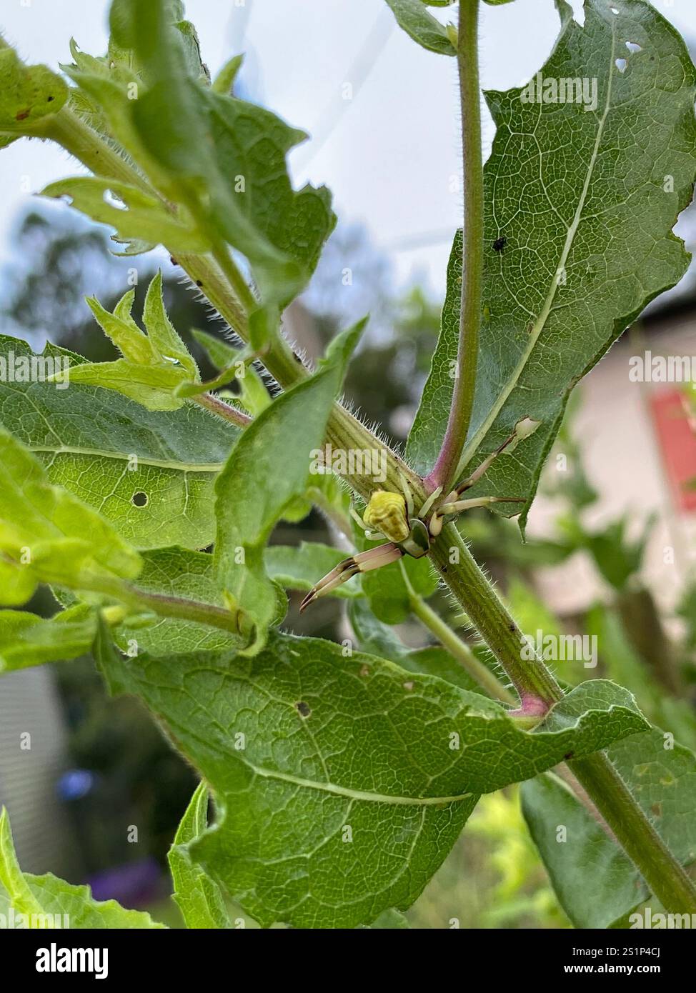 White-banded Crab Spider (Misumenoides formosipes Stock Photo - Alamy