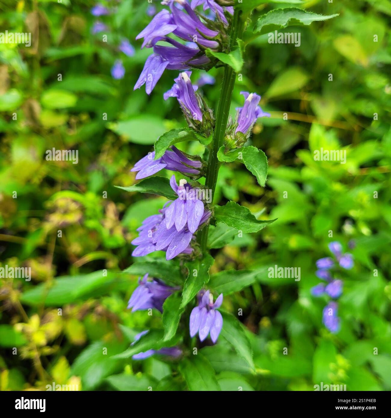 Great Blue Lobelia Lobelia Siphilitica Stock Photo Alamy