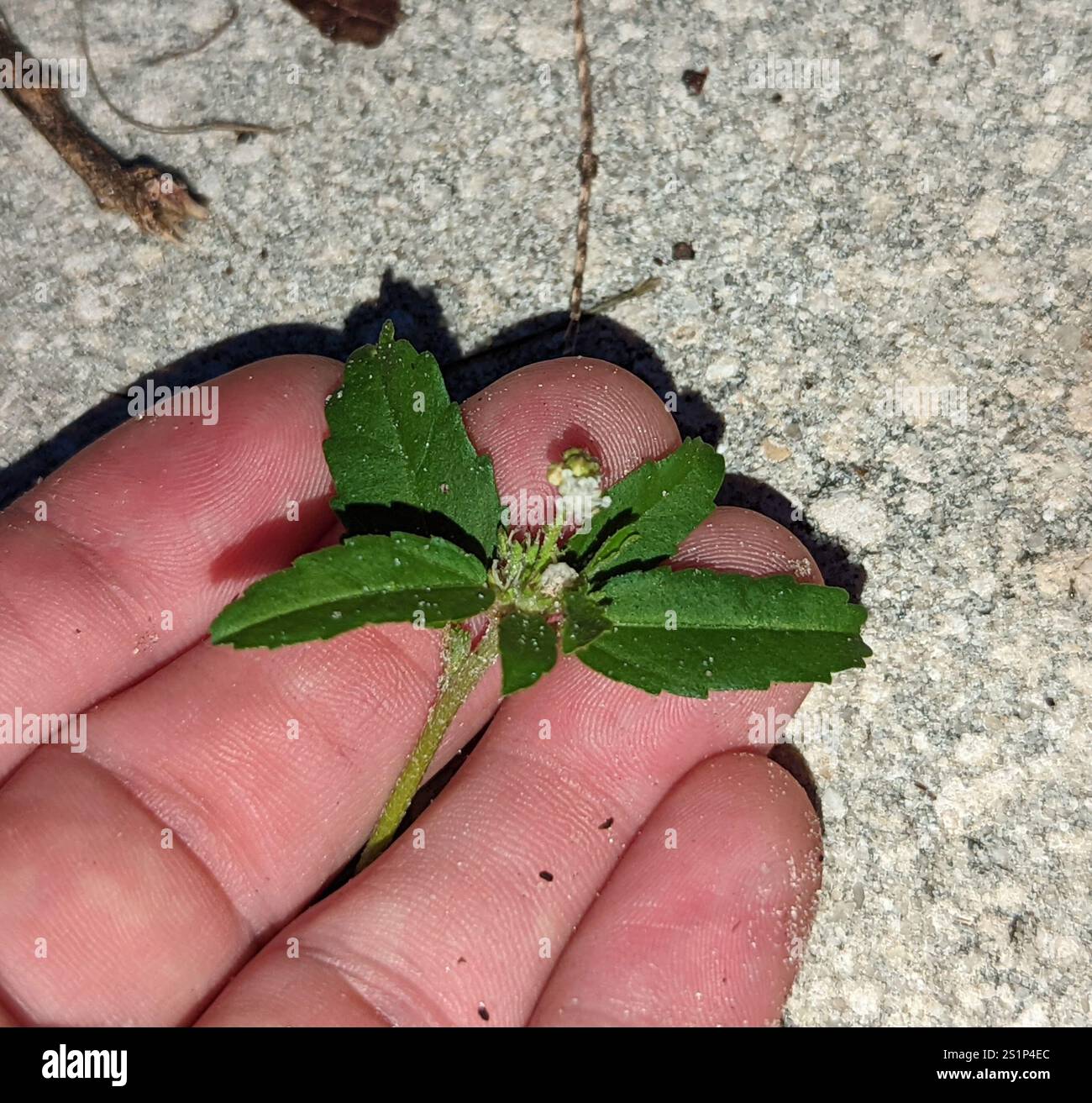 sand croton (Croton glandulosus septentrionalis Stock Photo - Alamy