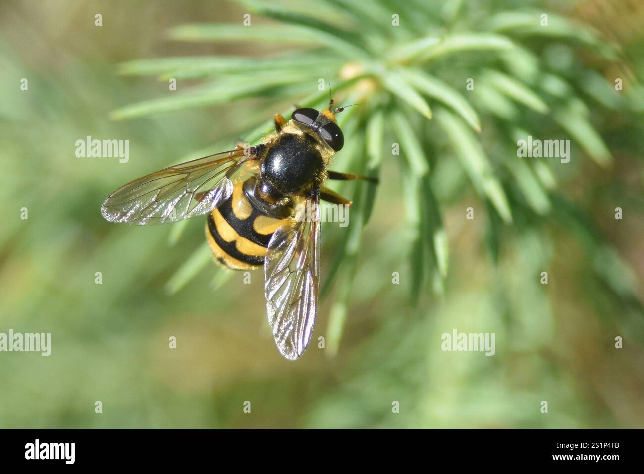 Western Wood Fly (Blera scitula Stock Photo - Alamy