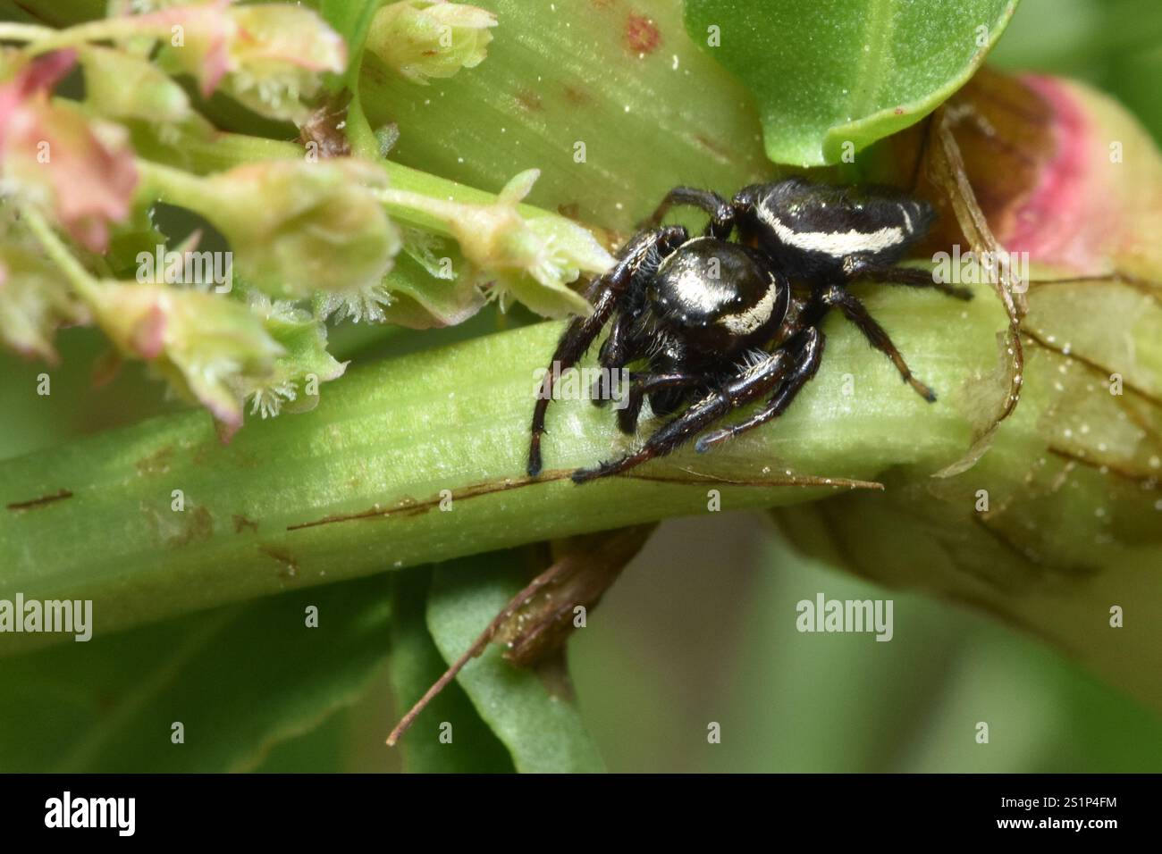 Bronze Jumping Spider (Eris militaris Stock Photo - Alamy