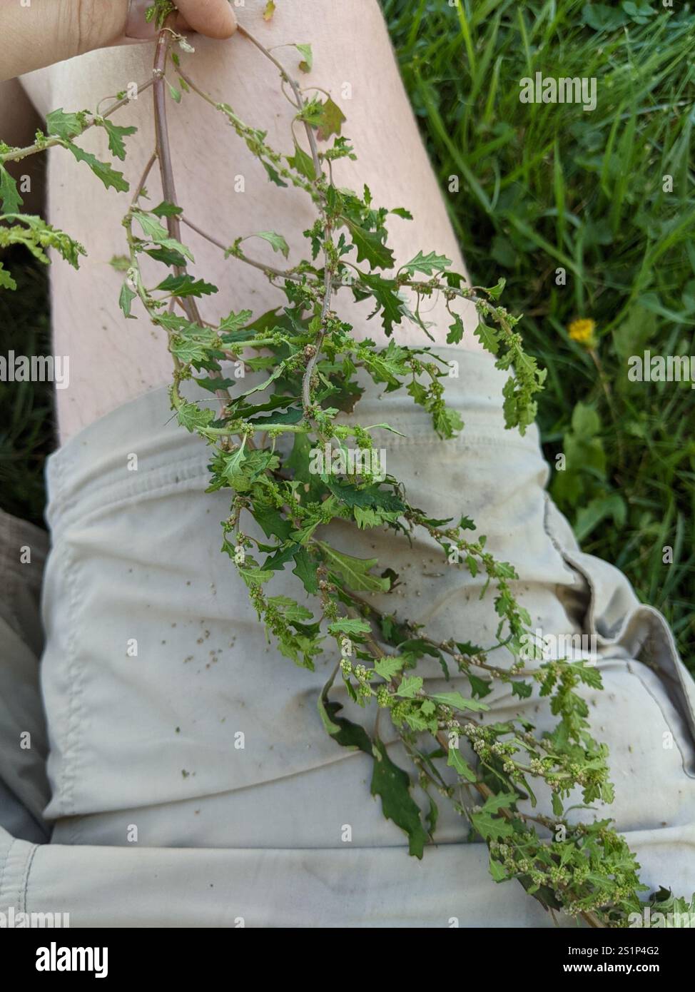 Clammy goosefoot (Dysphania pumilio Stock Photo - Alamy