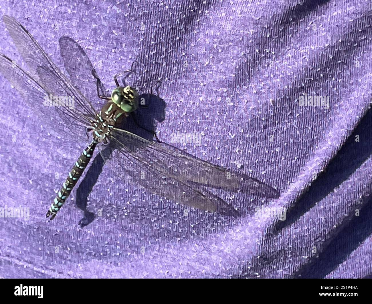 Hawkers and Typical Darners (Aeshna Stock Photo - Alamy