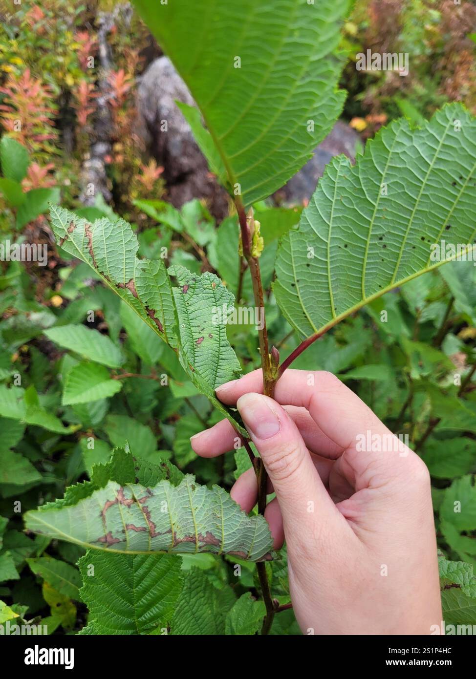 swamp alder (Alnus incana rugosa Stock Photo - Alamy