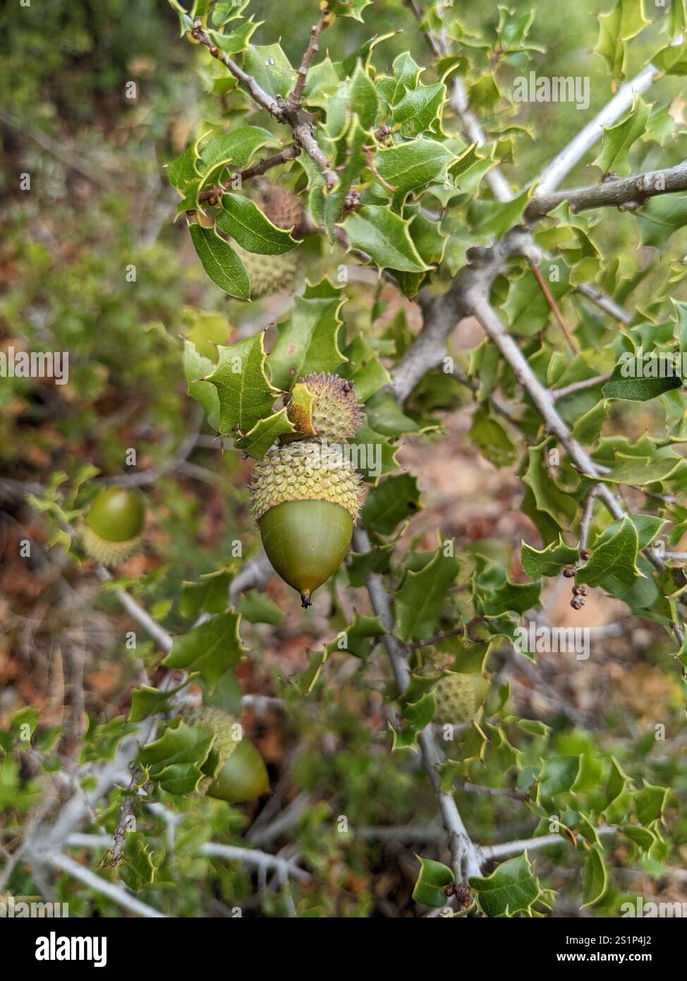 Kermes oak (Quercus coccifera Stock Photo - Alamy