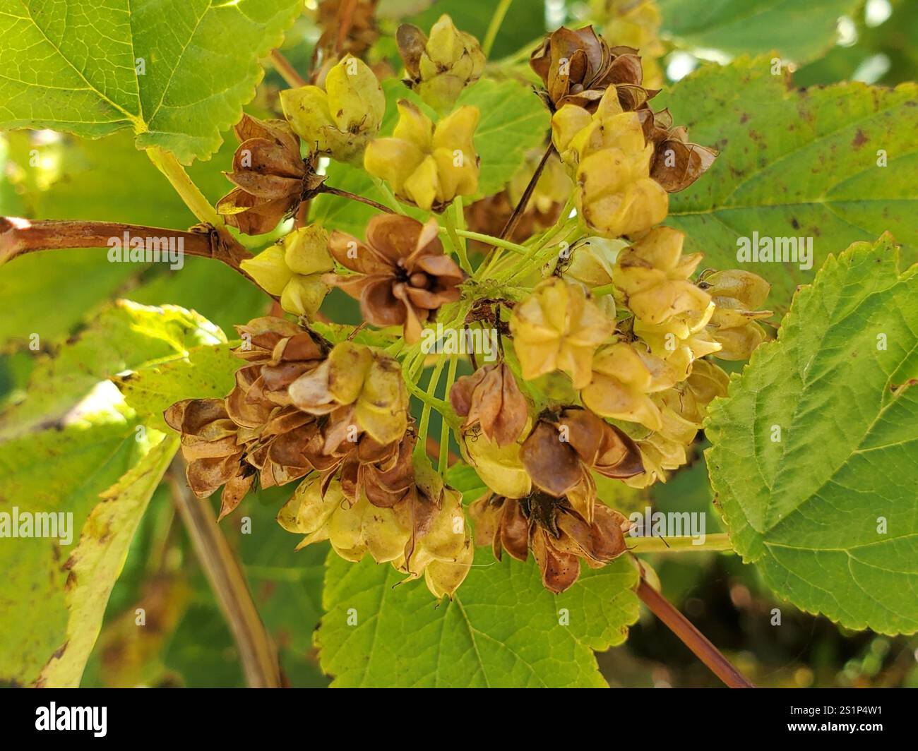 common ninebark (Physocarpus opulifolius Stock Photo - Alamy