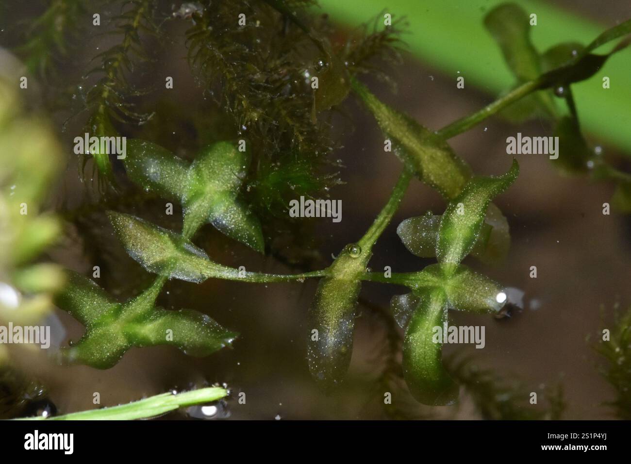 Ivy-leaved Duckweed (Lemna trisulca Stock Photo - Alamy
