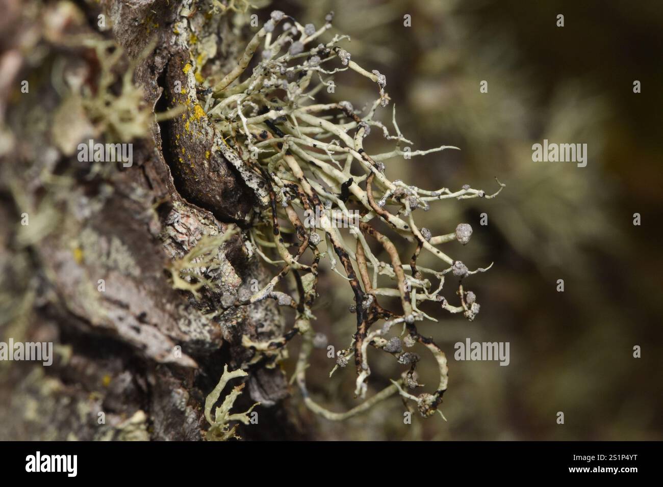Powdery Sea-Fog Lichen (Niebla cephalota Stock Photo - Alamy