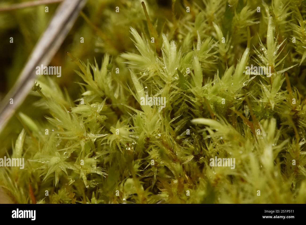 ribbed bog moss (Aulacomnium palustre Stock Photo - Alamy