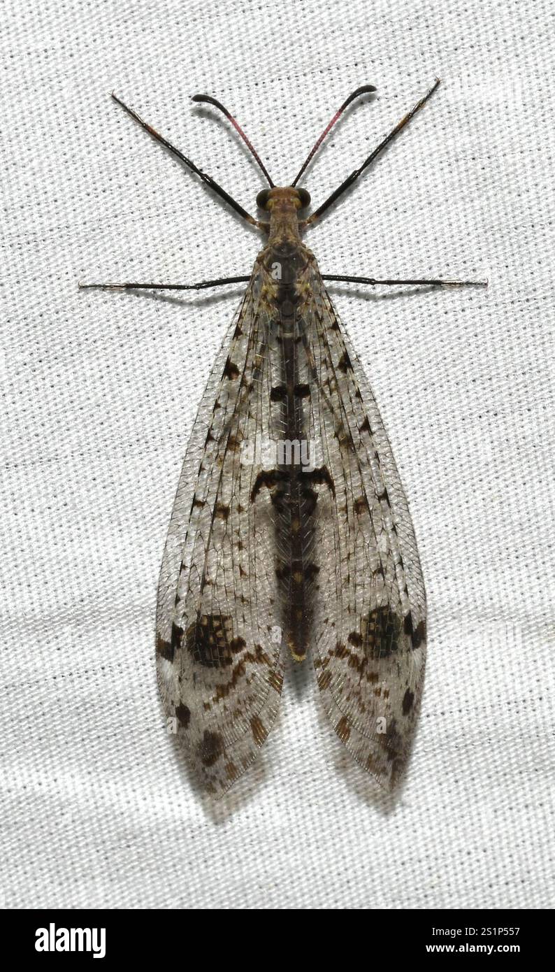 Eastern Spotted-winged Antlion (Dendroleon obsoletus Stock Photo - Alamy