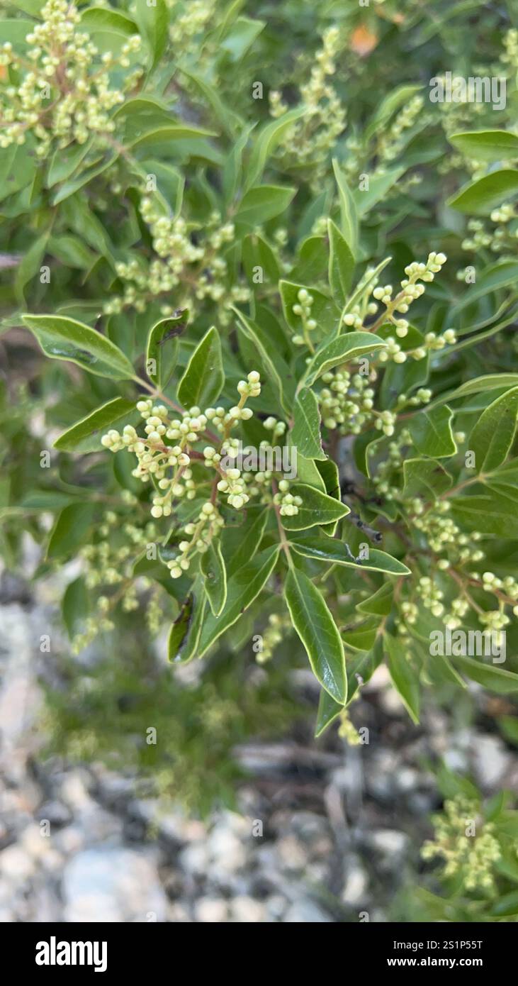 evergreen sumac (Rhus virens Stock Photo - Alamy