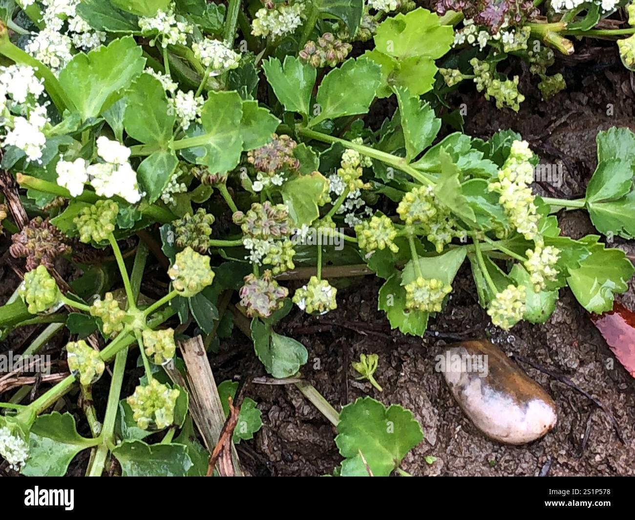 carrot family (Apiaceae Stock Photo - Alamy