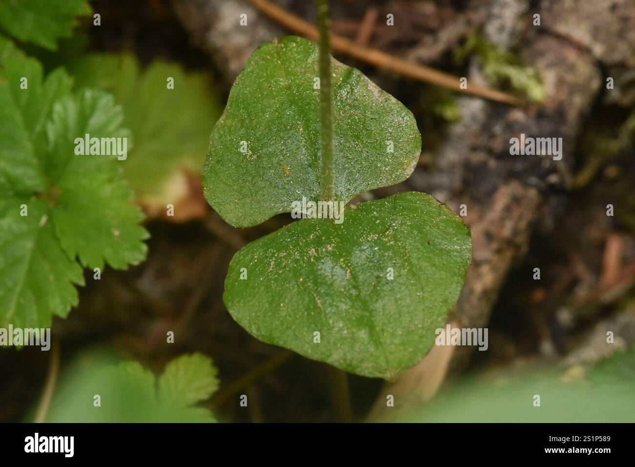 Heartleaf Twayblade (Neottia cordata Stock Photo - Alamy