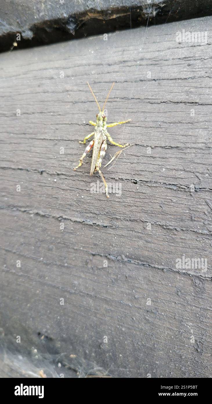 Pine tree Spur-throat Grasshopper (Melanoplus punctulatus Stock Photo ...