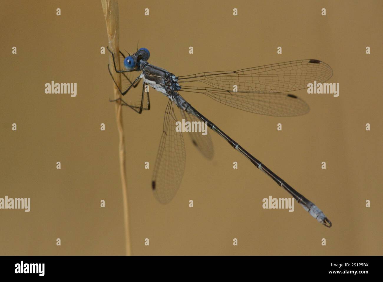 Spotted Spreadwing (Lestes congener Stock Photo - Alamy