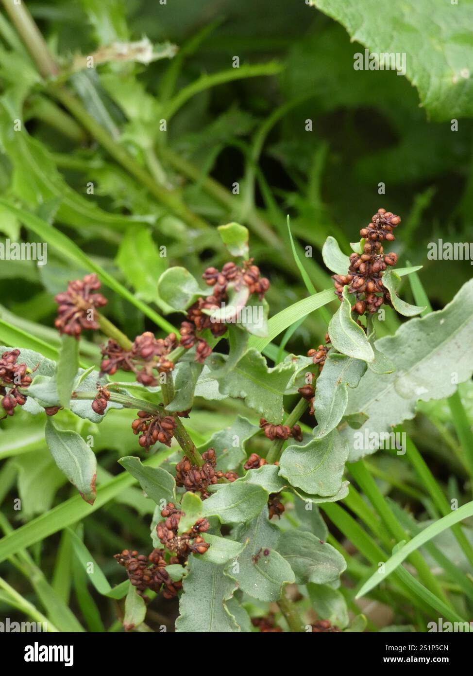 Clustered Dock (Rumex conglomeratus Stock Photo - Alamy