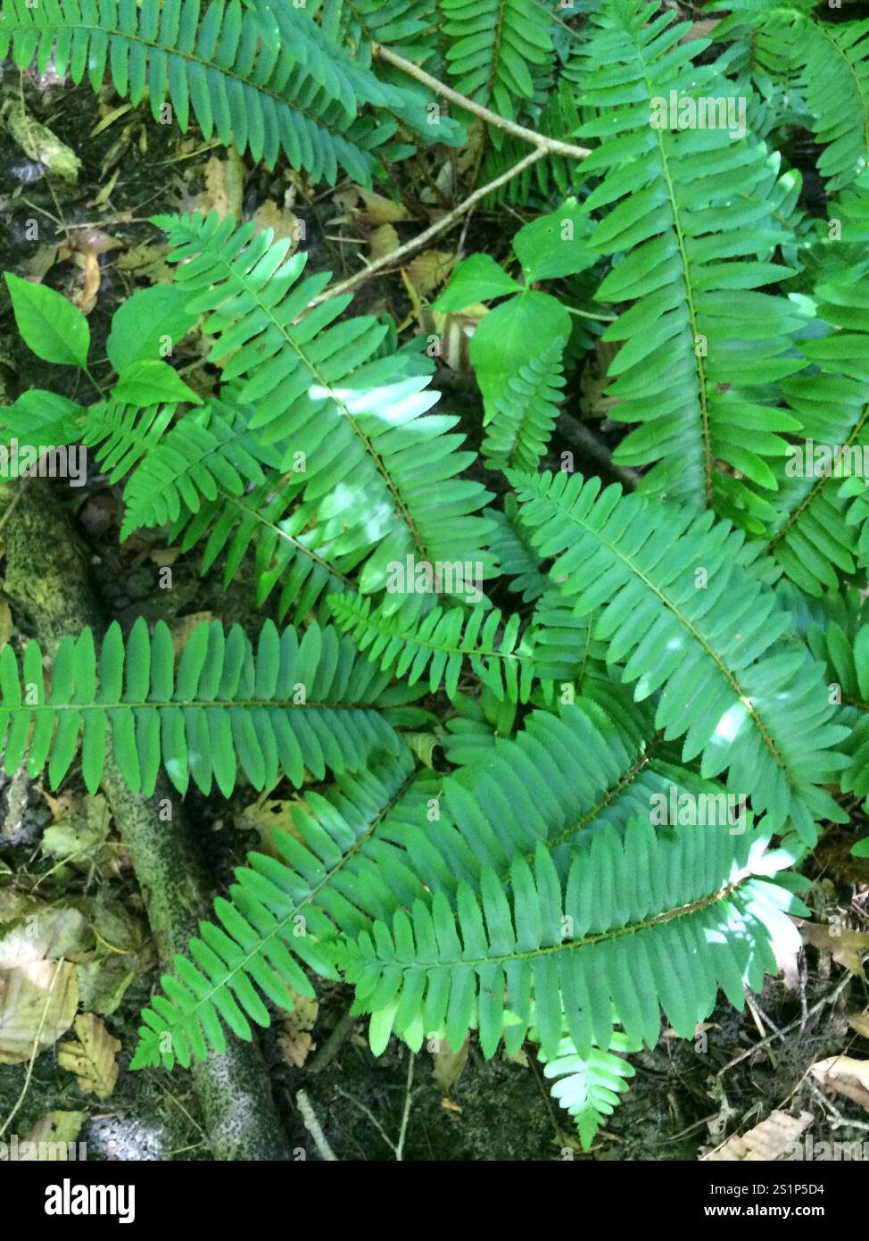 Christmas fern (Polystichum acrostichoides Stock Photo - Alamy