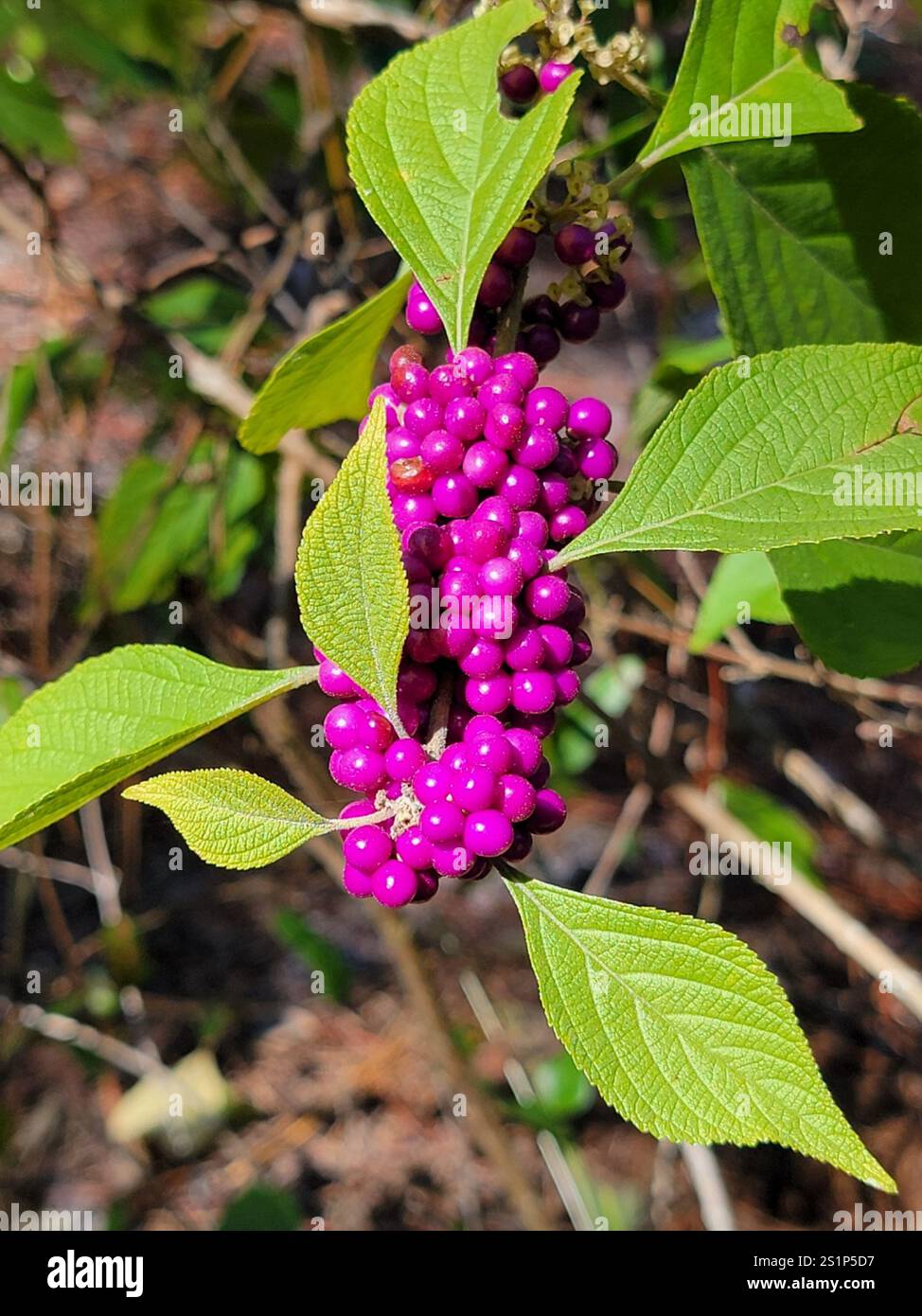 American beautyberry (Callicarpa americana Stock Photo - Alamy